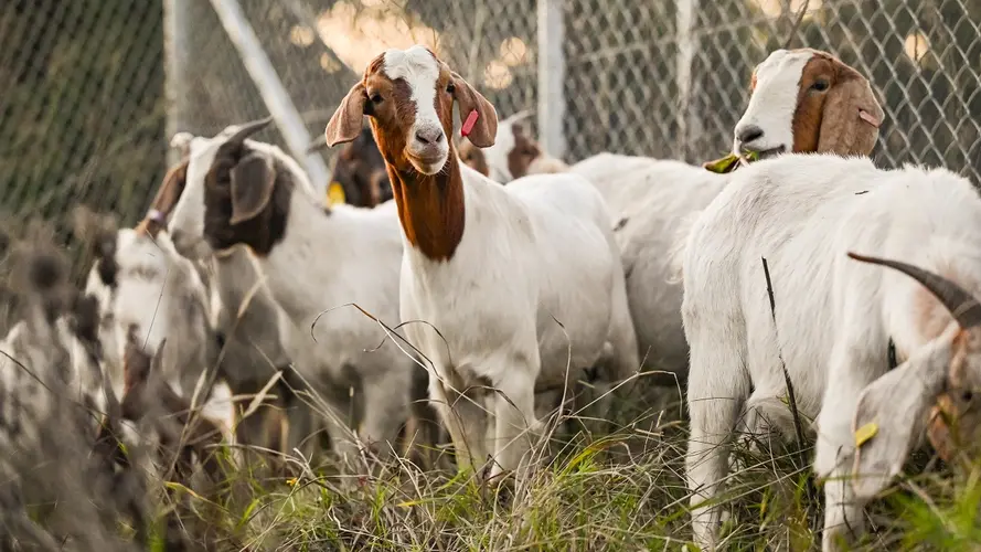 They’ve ‘goat’ the job – Grazing goats join Sydney Metro workforce ...